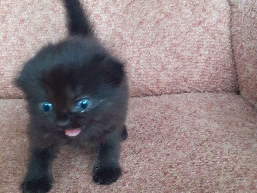 Кошка в дар