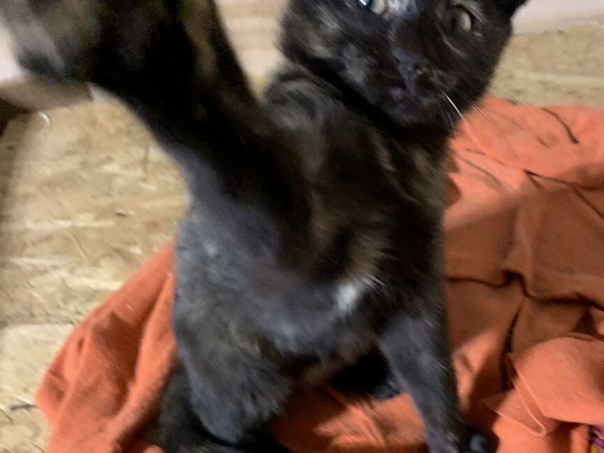 Котёнок Солнце в ночи