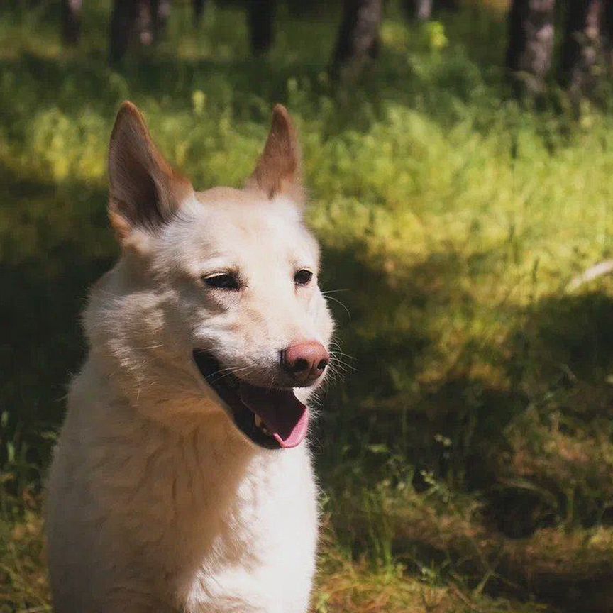 Кокос ищет дом