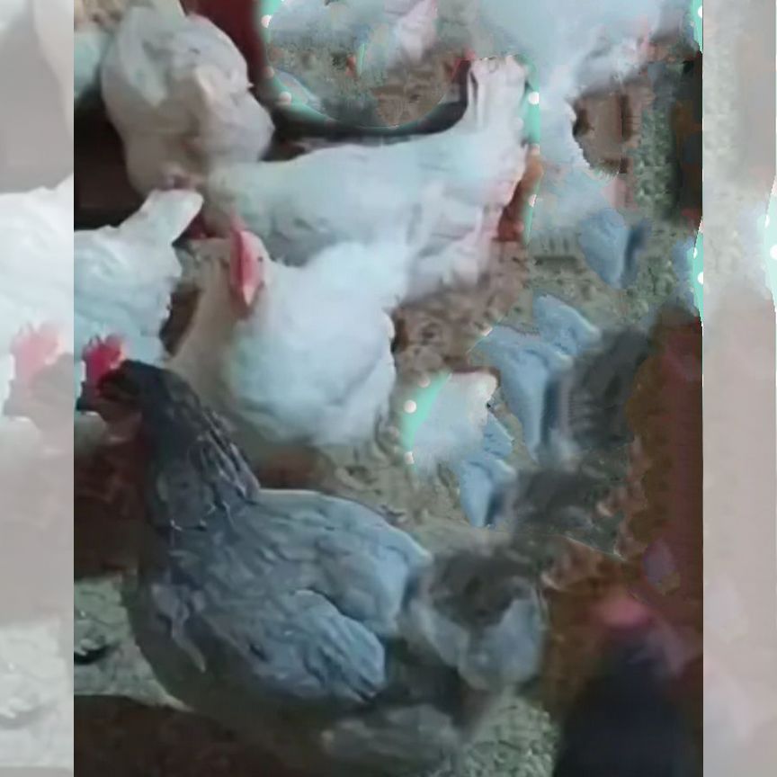 Куры несушки