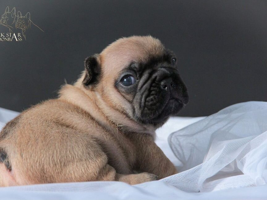 Щенки французского бульдога