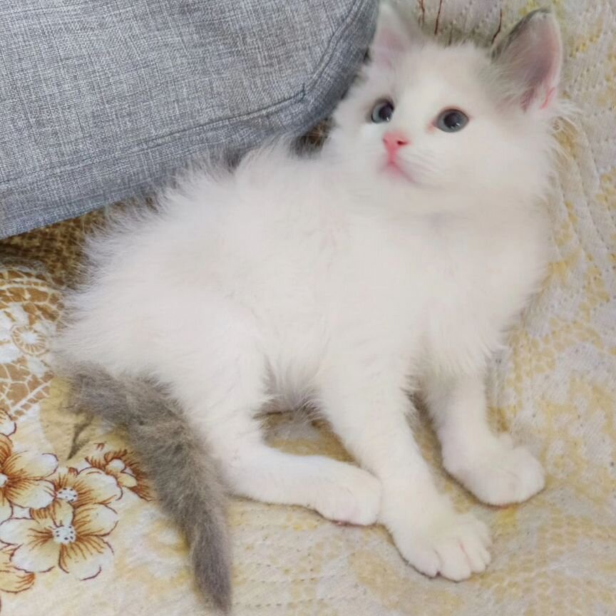 Рэгдолл котёнок