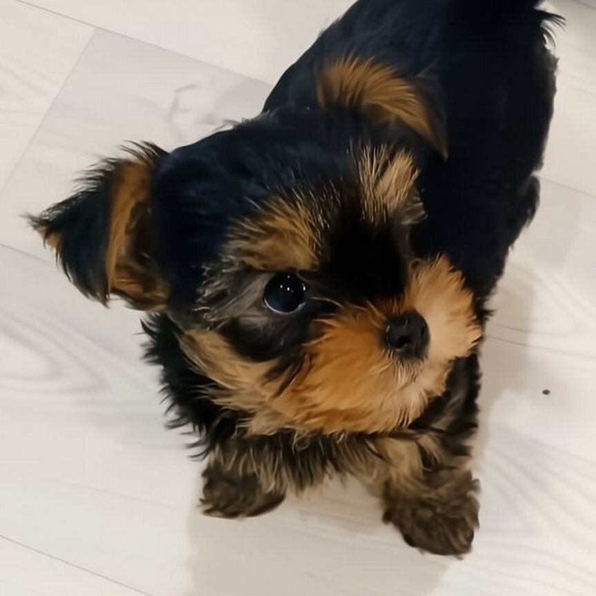 Йоркширский терьер, щенок