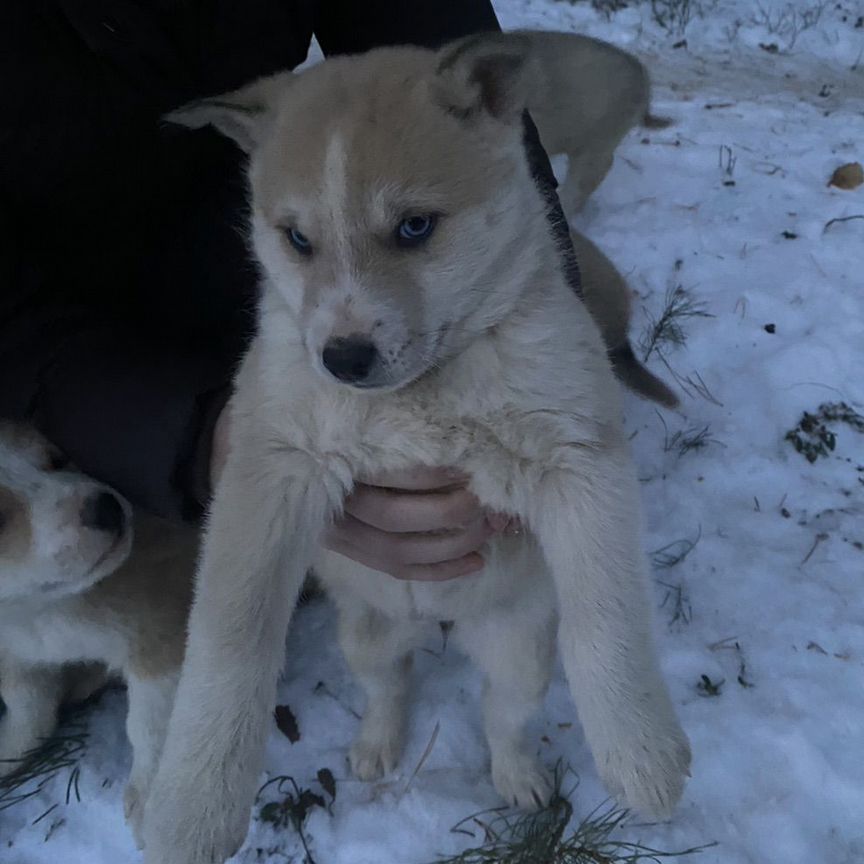 Западно сибирская лайка