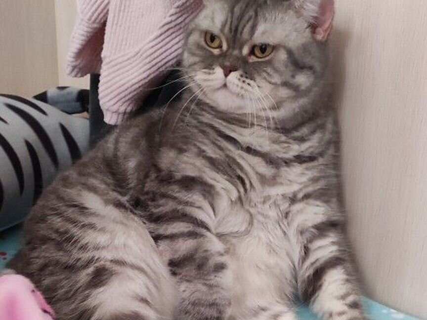 Кошечка Маша (Маруся)