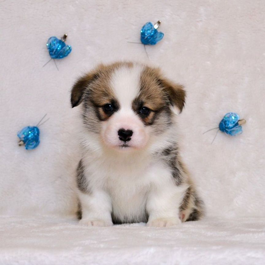 Собаки щенки корги