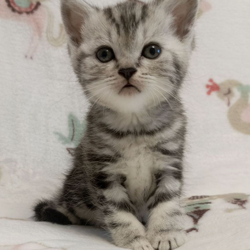 Шотландский прямоухий короткошёрстный котёнок