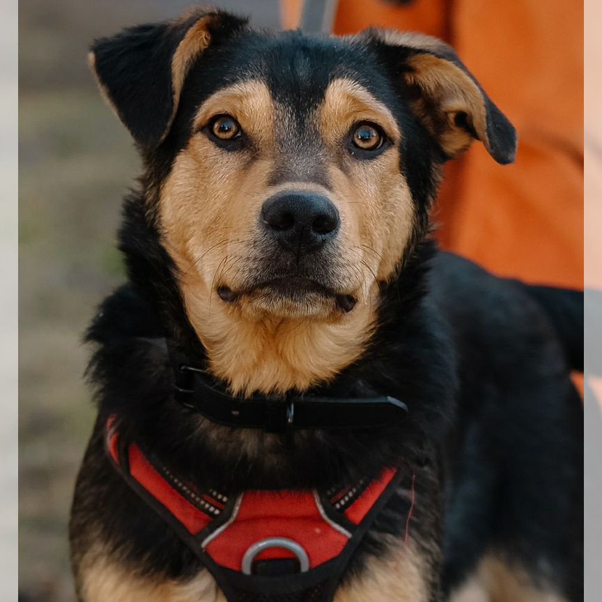 Щенок в добрые руки