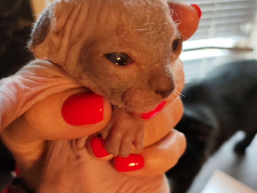 Котята сфинкс