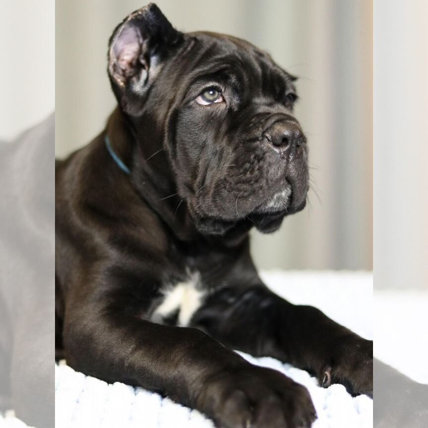 Шикарный кобель Кане Корсо