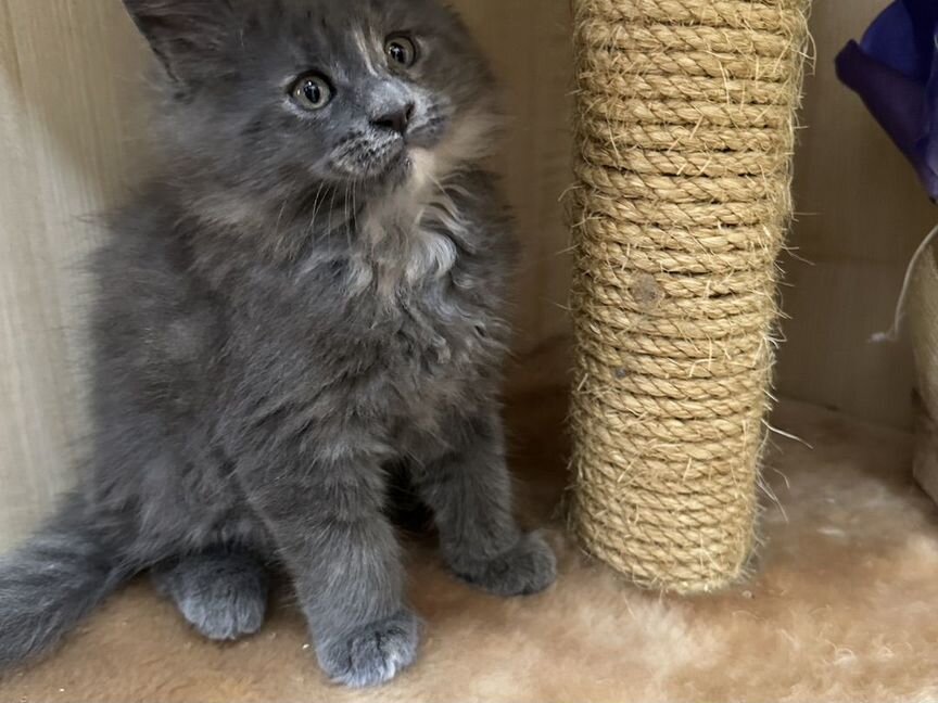 Шикарная люксовая кошечка мэйн-кун Gucci