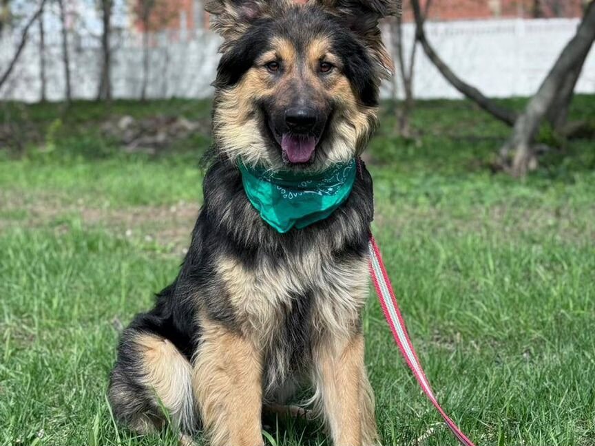 Собака в добрые руки