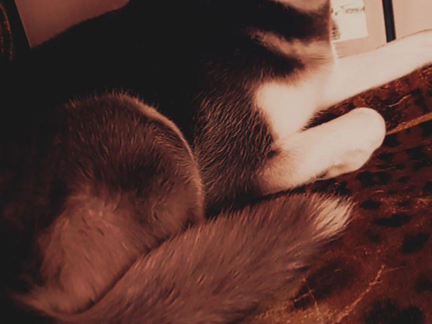 Щенки сибирской хаски