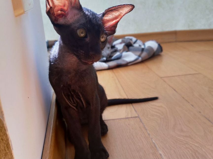 Ориентальные котята