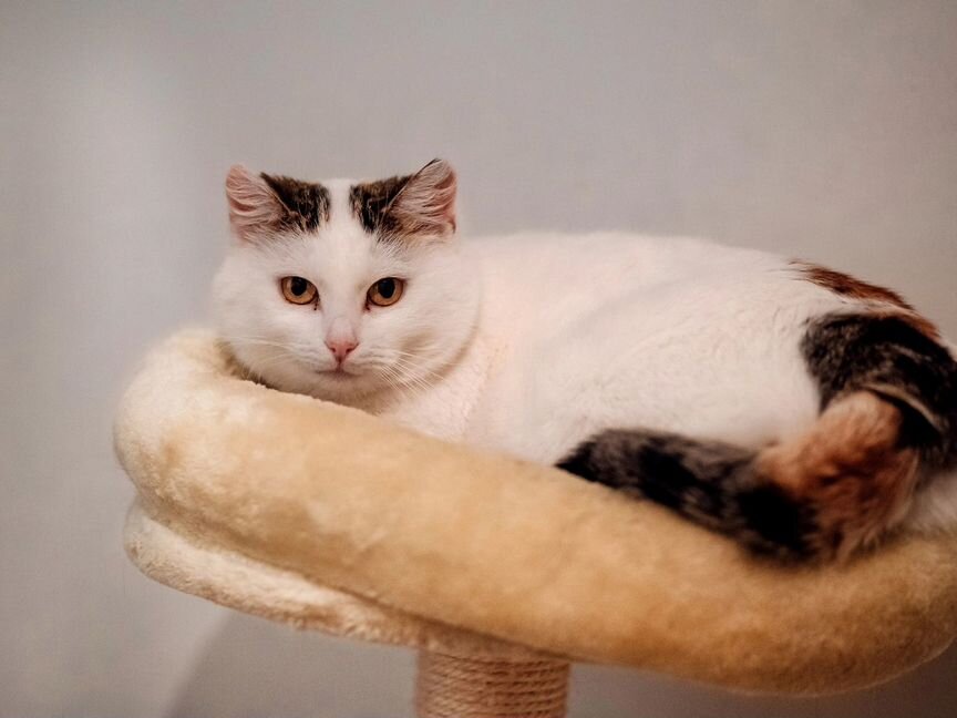Кошка прикольный хвост