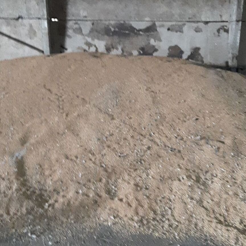 Семичка ячмень пшеница