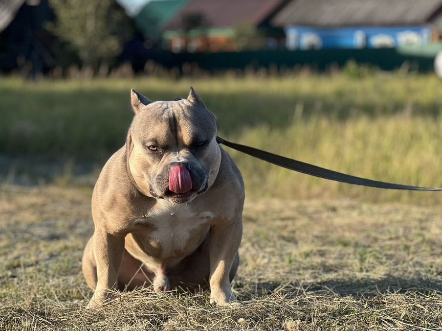 Кобель для вязки