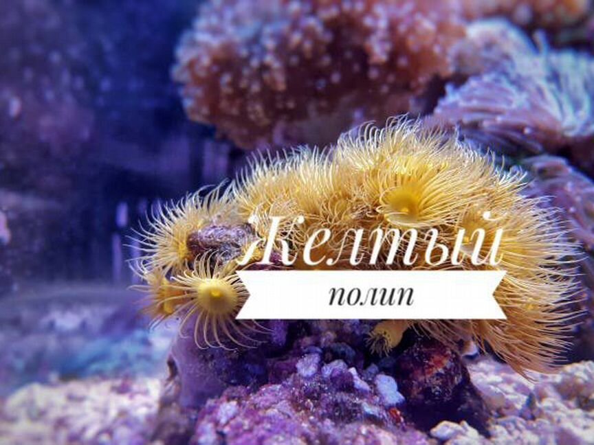 Желтый полип, М (морской полип в наличии)