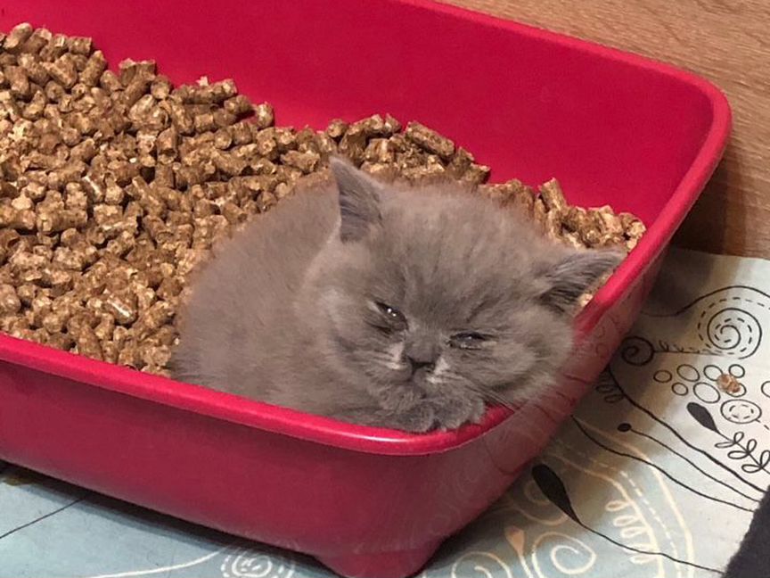 Древесный Наполнитель