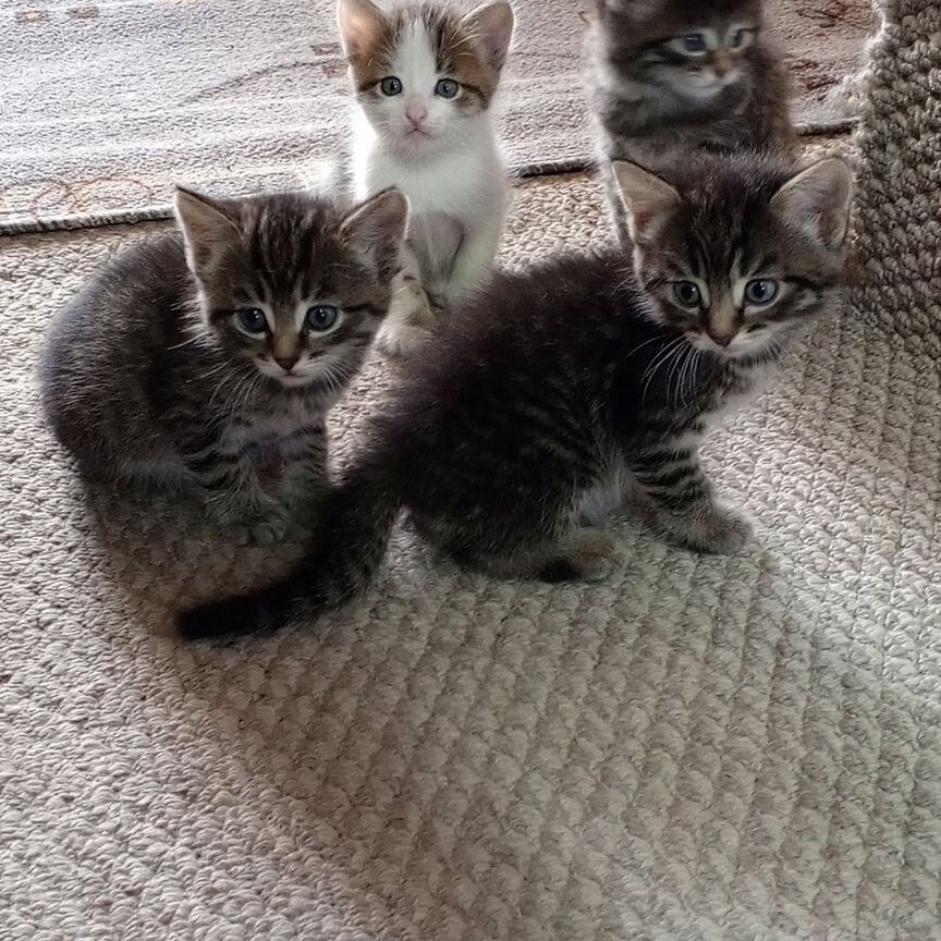 Обычные котята