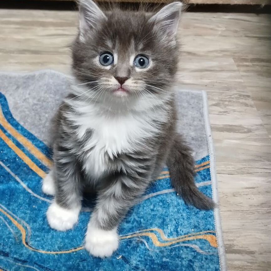 Мейн-кун котёнок