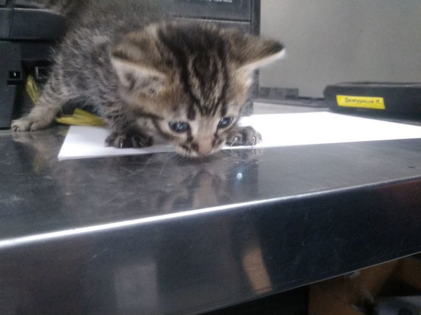 Четыре котенка,возраст 1 месяц
