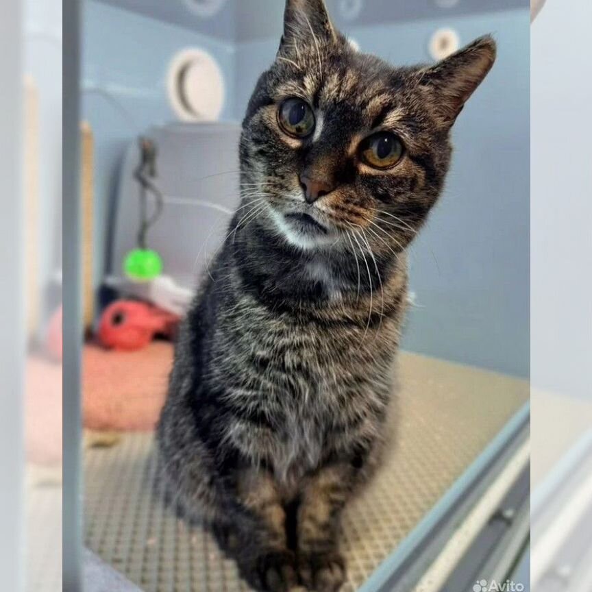 Взрослая, кошка в добрые руки