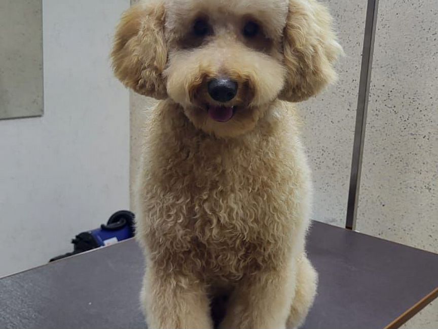 Вязка, мальчик Пудель