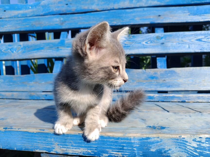 Котенок мальчик серый