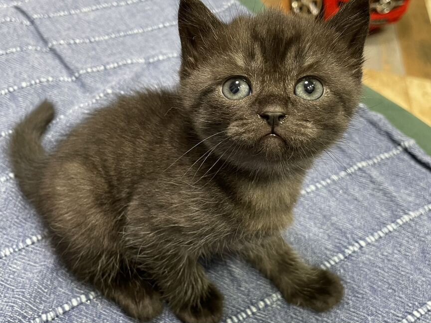 Шотландские котята