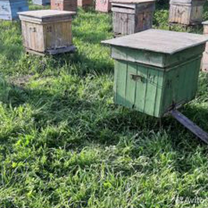Пчелопакеты серой горной кавказказкой