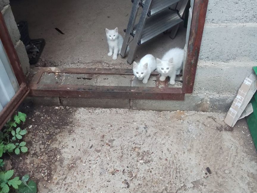 Котята в добрые руки бесплатно белые