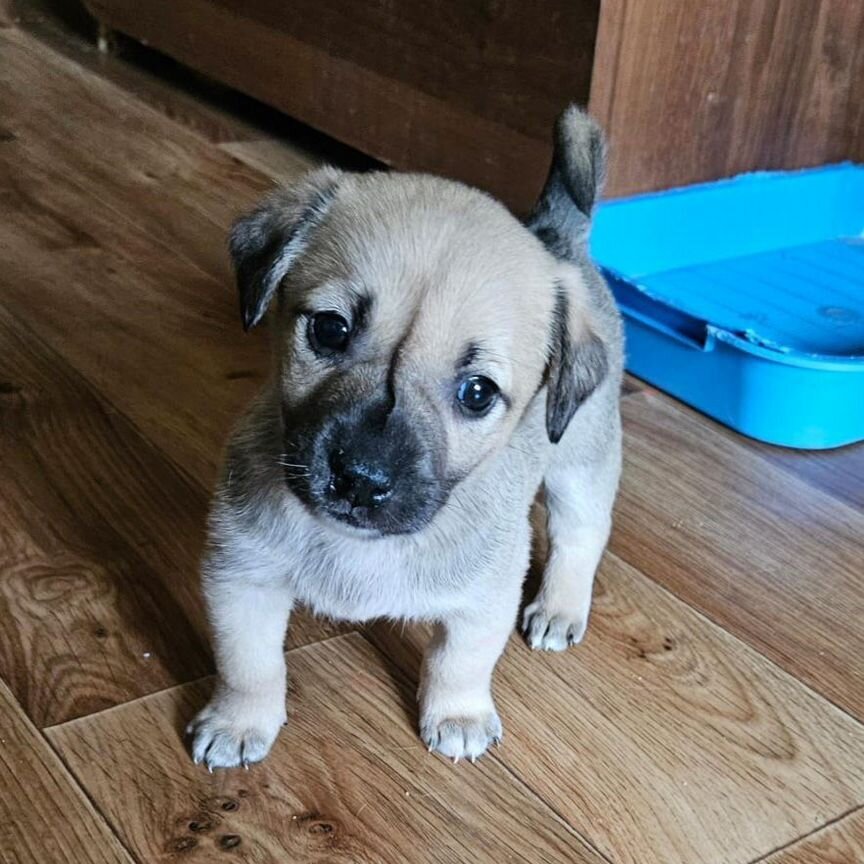 Щенок Кекс в добрые руки