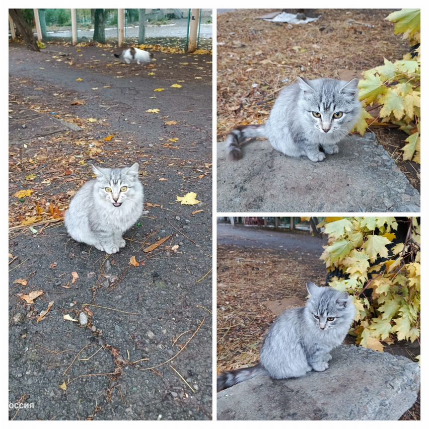 Котики бесплатно в добрые руки шахты