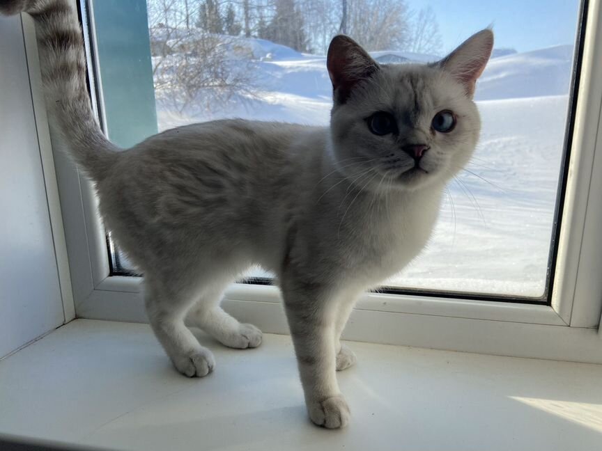 Серебристая шиншилла