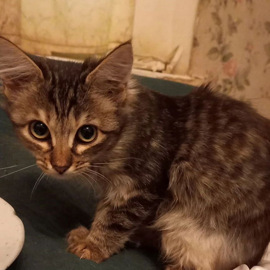 Котенок (3,5 мес) в заботливые руки