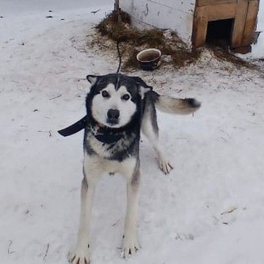 Сибирский хаски, взрослый пёс