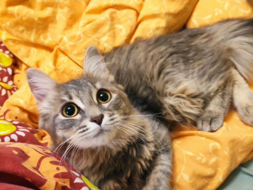 Красавица котёнок Жасмин