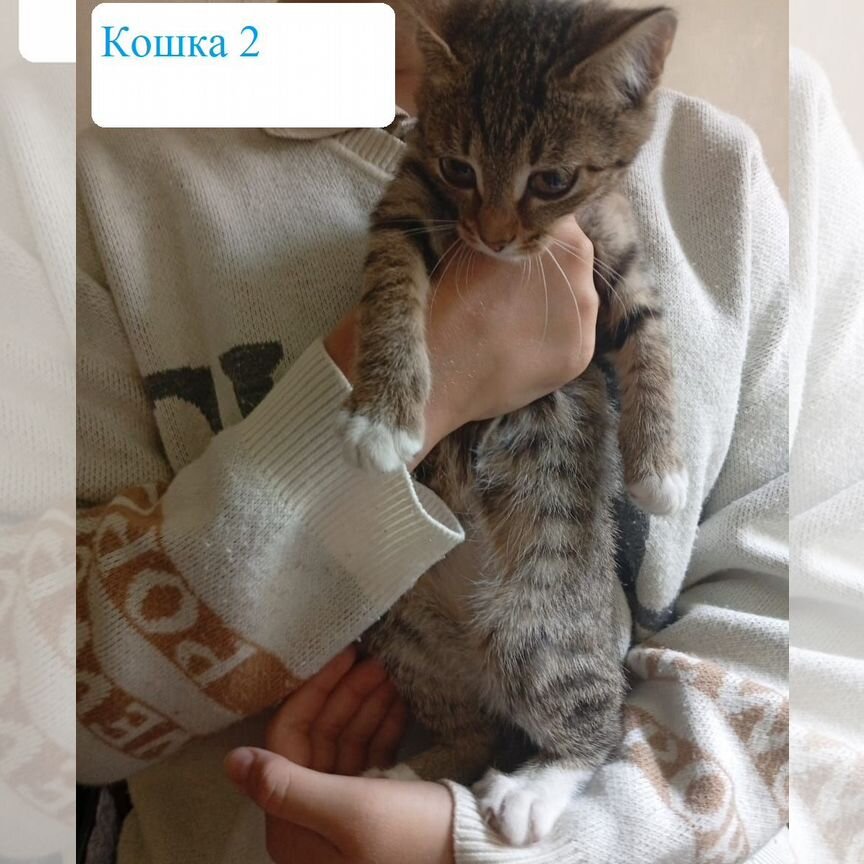 Отдам котят Бесплатно