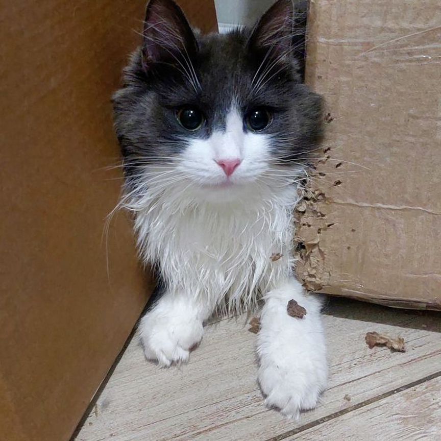 Молоденький котик в добрые руки
