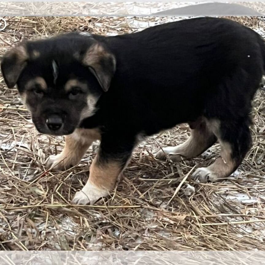 Немецкая овчарка, щенок