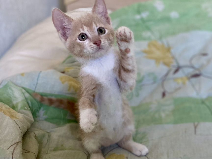 Прелестненький и рыженький