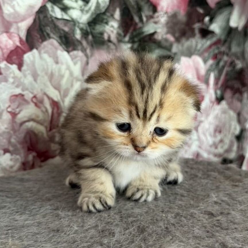 Шотландский вислоухий короткошёрстный котёнок