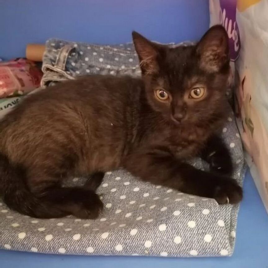 Котенок девочка в добрые руки