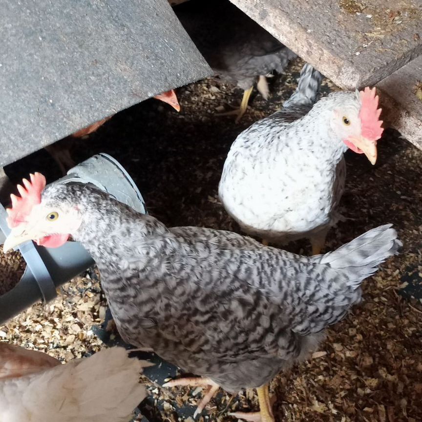 Цыплята,куры,петухи