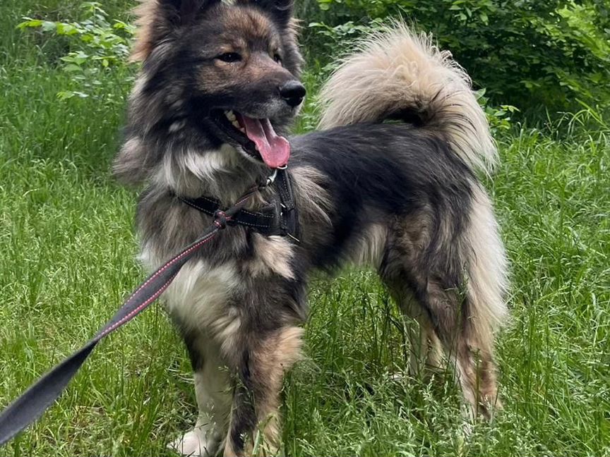 Метис Хаски