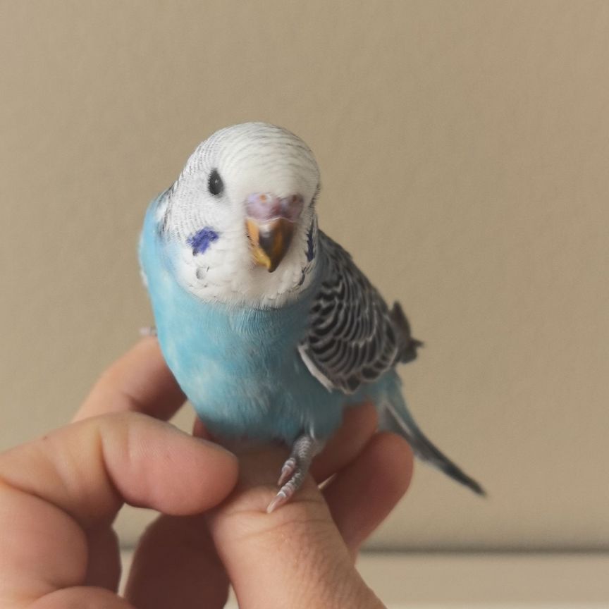 Волнистый попугай