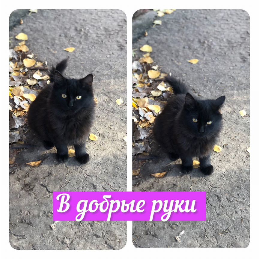 Котята в добрые руки