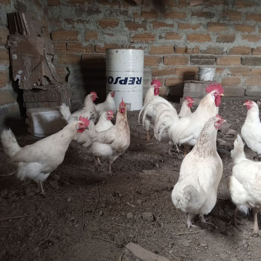 Куры несушки домашние