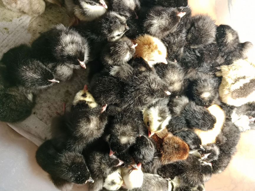 Цыплята породных кур